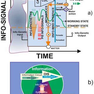 Schematic Representation Of Human As An Informational Device A And As Download Scientific