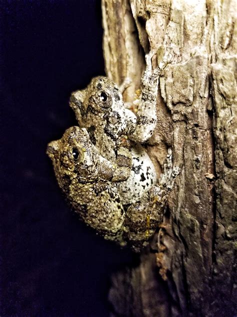 NSFW Southern Gray Treefrogs R Natureporn