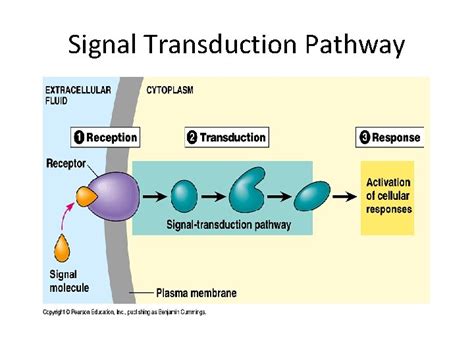Signal Transduction Pathway Ap Bio Worksheet At Candis Langdon Blog