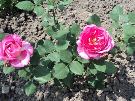 Роза Мадам Де Сталь Фото И Описание – Telegraph