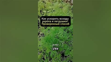 Укроп и петрушка взойдут в 2 раза быстрее Делюсь секретом дача сад огород Youtube