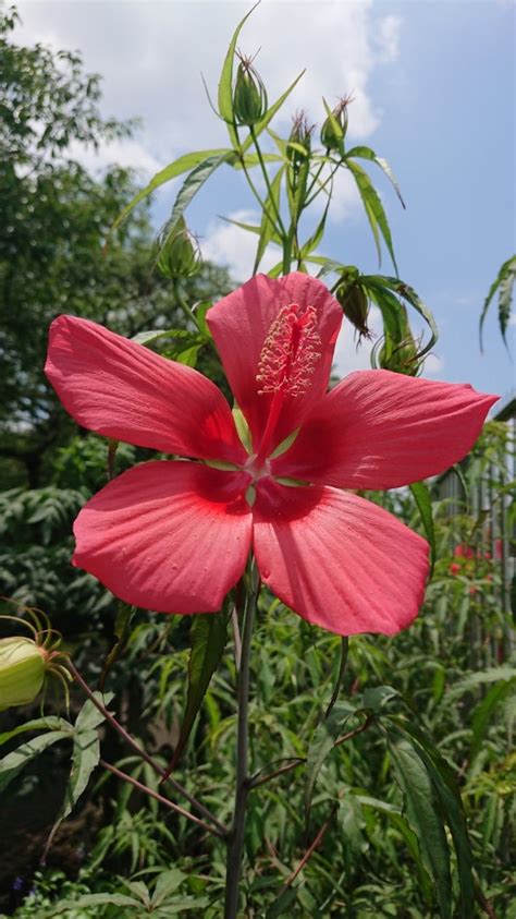モミジアオイ紅葉葵季節の花と花言葉 kensan 0427さんのﾌﾞﾛｸﾞ
