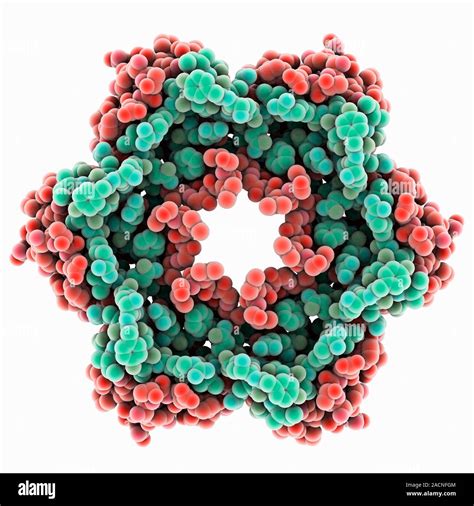Chymotrypsin Inhibitor 2 Molecular Model This Plant Enzyme Is A Serine Protease Inhibitor