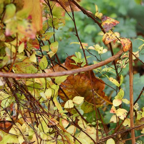 Buy Border Support Rust Delivery By Crocus