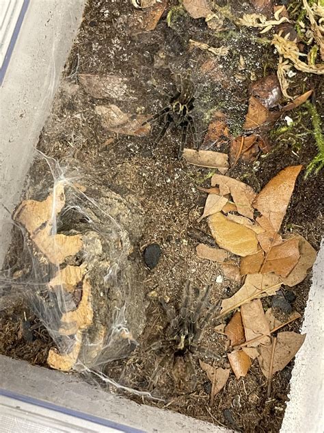 Sex 👍👍 R Tarantulas