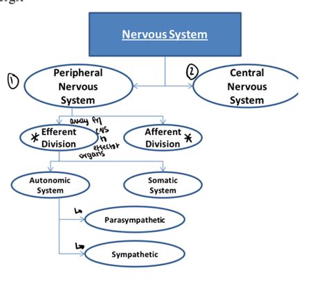 Pharm Intro To ANS Flashcards Quizlet