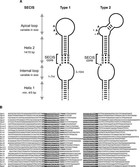 Secis Elements From Human Selenoproteome A Schematic Of Eukaryotic