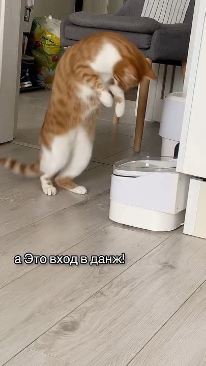 Нянечка и ситтер для ваших питомцев в Москве Заказать через телеграм Sebananny Youtube