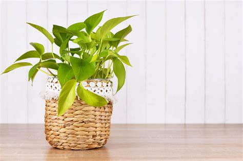 Lemon Lime Pothos Plant Care 101