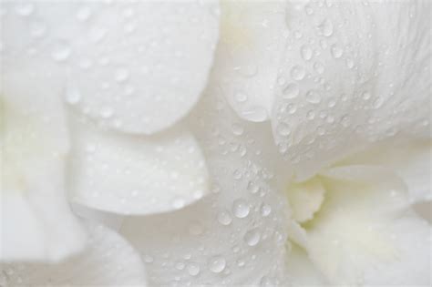클로즈업 매크로 소프트 포커스 물방울은 꽃잎 흰색 난초 꽃 열대 우림 식물 꽃 배경에 떨어집니다 자연 봄 식물 바탕 화면 벽지 스파 배너 포스터 웹 사이트 표지 디자인 꽃