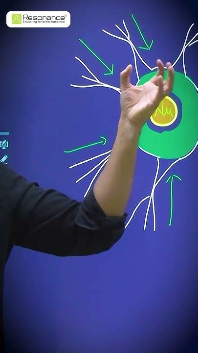 🔬 What Is The Perinuclear Space Exploring Neuron Anatomy Learn Neet