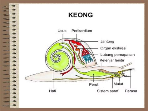 Biologi Molusca Pptx