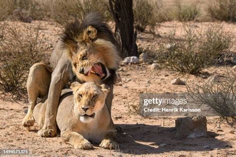 Mating Lions Photos And Premium High Res Pictures Getty Images