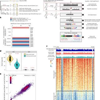 Workflow And Validation Of Low Input Whole Genome BACE Seq And Download Scientific Diagram