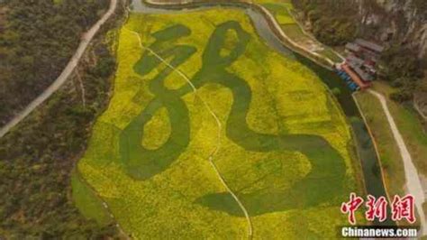 航拍貴州安順8萬餘平方米植物漢字龍字田 每日頭條