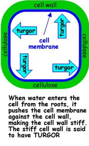 Lecture 9 Water Solute And Transport In Plants Flashcards Quizlet