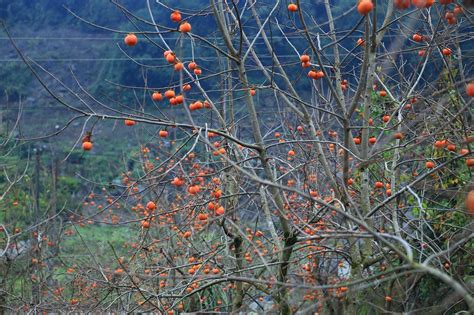 나무 감 본질적인 Pixabay의 무료 사진