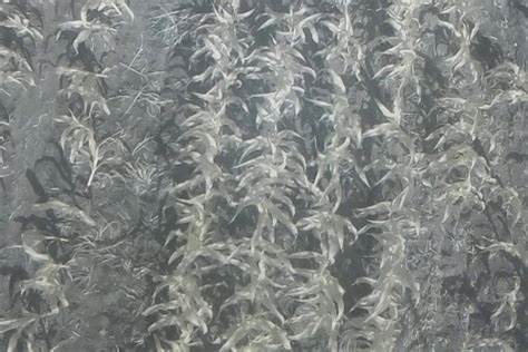 Infrared Image Captured By The Raspberry Pi NoIR Camera In The Test Download Scientific Diagram