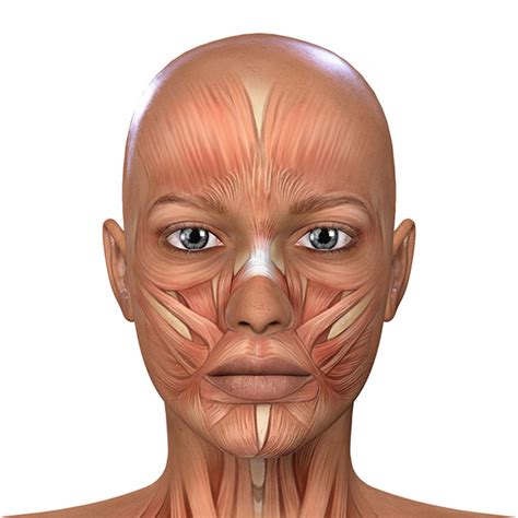 Facial Dynamics Restore Balance To Ageing Facial Expressions Look Younger