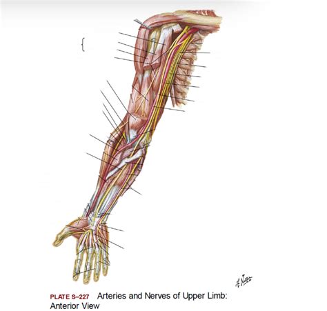 Arteries And Nerves Upper Limb Diagram Quizlet