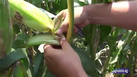 Поражения от царевичен стъблопробивач Youtube