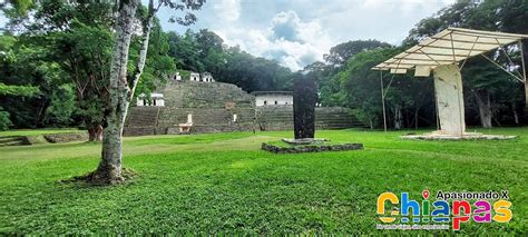 Vive La Selva Lacandona Apasionado X Chiapas