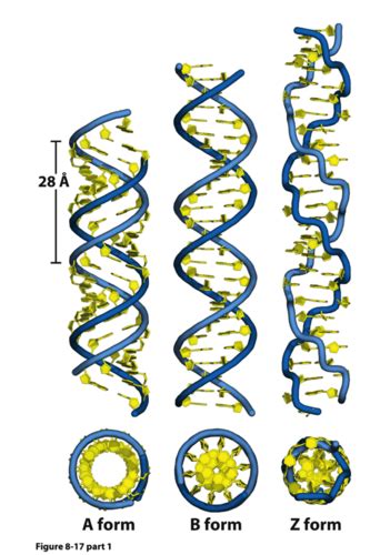 Dna Rna Flashcards Quizlet