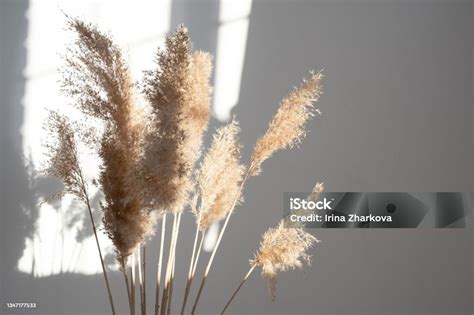 팜파스 잔디 리드 플럼 줄기 말린 팜파 스 그라스 집 일광과 그림자 장식 깃털 꽃 꽂기 0명에 대한 스톡 사진 및 기타 이미지