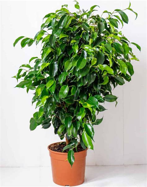 Ficus Evergreen Diacos Garden Nursery