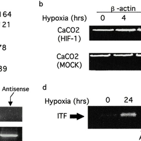 Induction Of Itf Is Hif 1α Dependent A Analysis Of Hif 1α In Download Scientific Diagram