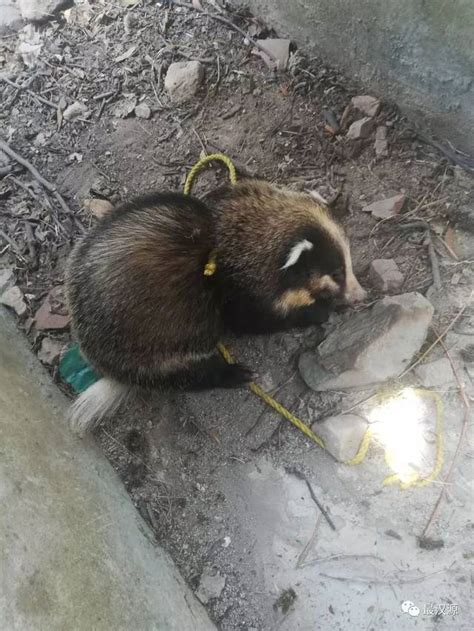 山鼬 鼬熊 鼠鼬 第2页 大山谷图库