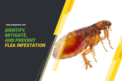 How To Identify Mitigate And Prevent A Flea Infestation