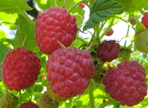 Малина Мария купить саженцы почтой по низкой цене в интернет-магазине ...