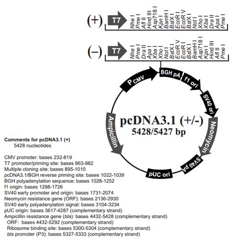 Pcdna31载体信息pcdna31质粒图谱pcdna31序列 爱科博生物