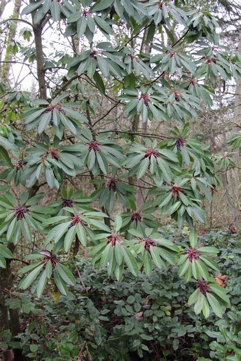 Daphniphyllum Macropodum Pan Global Plants