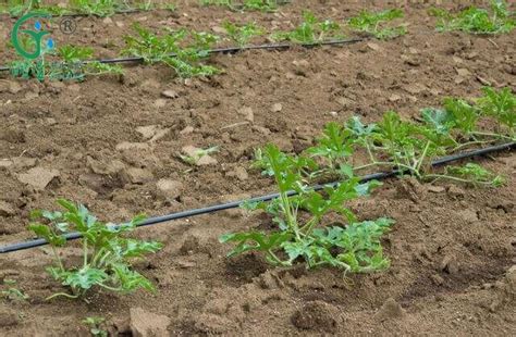 Which Irrigation Systems For Fruit Farming Shandong Runxing Water Saving Irrigation Co，ltd