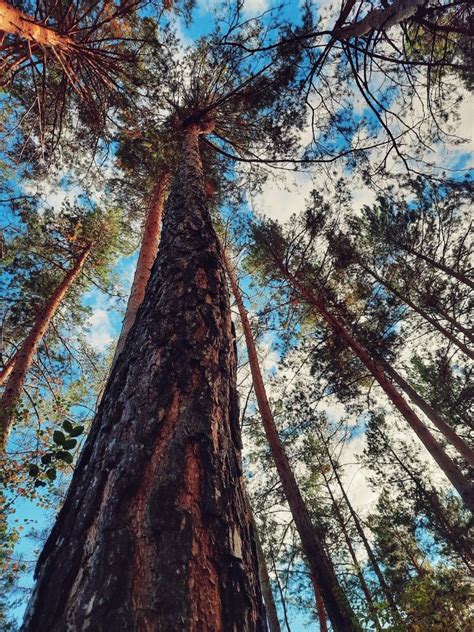 Небо в лесу