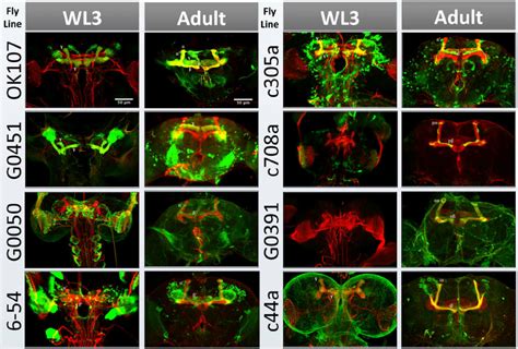Expression Patterns Of Gal4 Enhancer Trap Lines In The Fly Brain Each Download Scientific