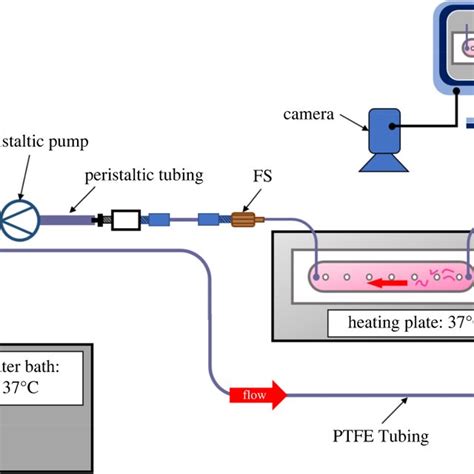 Schematic Representation Of The Microfluidic Experimental Set Up The Download Scientific