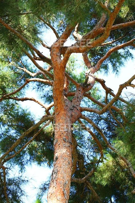 소나무 Kimgs4725 사진 나무 소나무 푸른 침엽수 배경 오브젝 자연 생태 환경 오래된 솔 가을