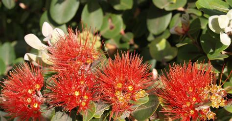 Florez Nursery Metrosideros Excelsa Pohutakawa