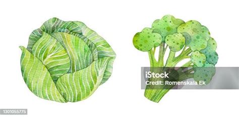흰색 배경에 격리 된 수채화 양배추와 브로콜리 손으로 그린 야채 그림 하얀 양배추에 대한 스톡 벡터 아트 및 기타 이미지