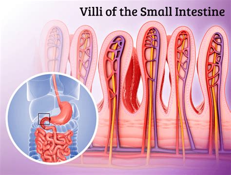 The Steps To Digestion A Quick Guide 23 Nutrition Therapy