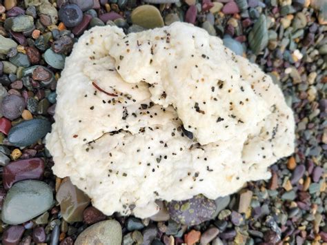 One Surprising Theory Behind Newfoundlands Mystery Blobs