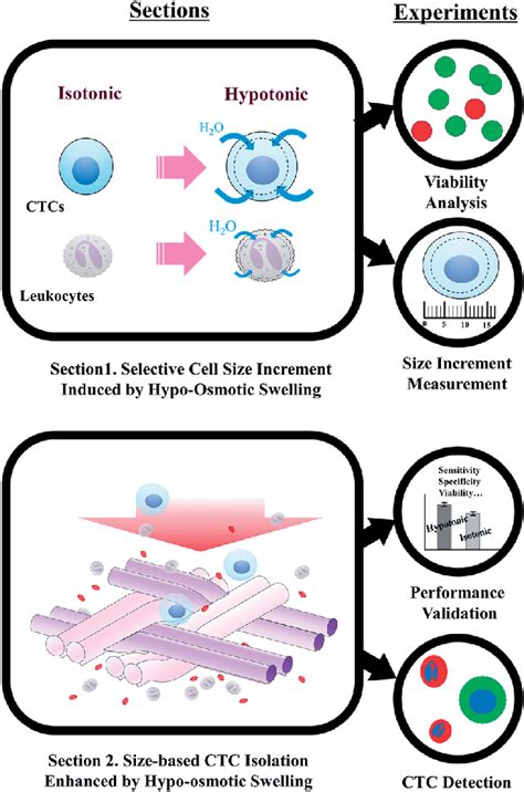 Experimental Procedure For Highly Sensitive Viable Circulating Tumor Download Scientific