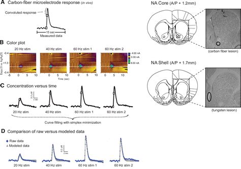 Figure 1 From Sensitization Of Rapid Dopamine Signaling In The Nucleus Accumbens Core And Shell