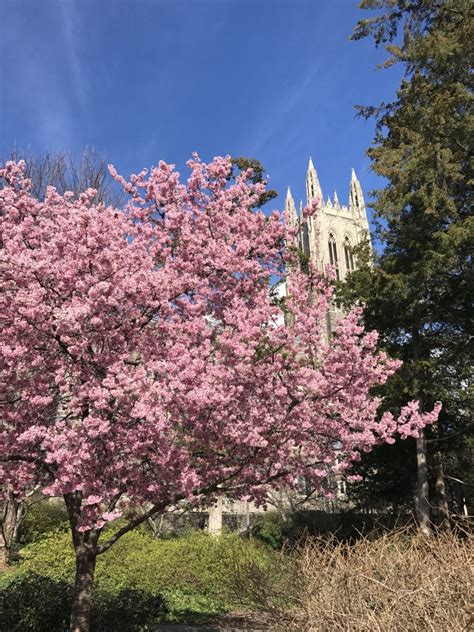 Trees And Air Pollution Translational Ecology