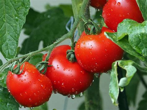 Чим поливати помідори щоб були солодкі і соковиті поради досвідчених дачників Читайте на Ukr Net