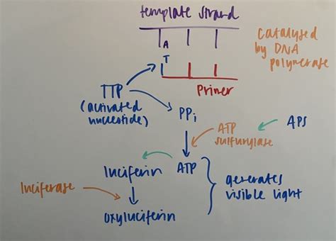 6 3 Manipulating Genomes Flashcards Quizlet