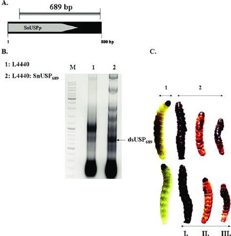 Phenotypes Observed After Knockdown Of Snusp By Dsrna Produced In